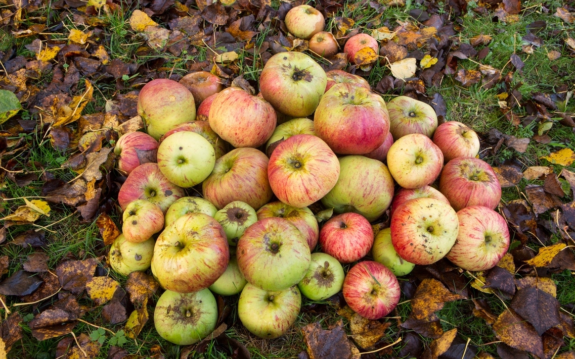 Fallobst über vier AWIGO-Recyclinghöfe entsorgen