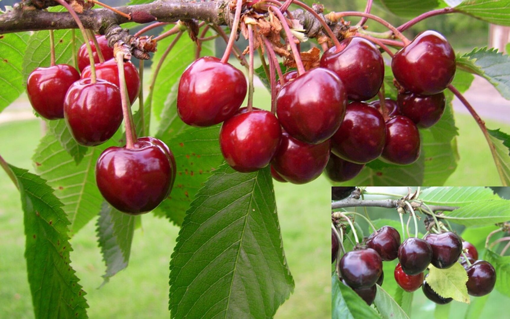 Kirsche des Jahres 2026